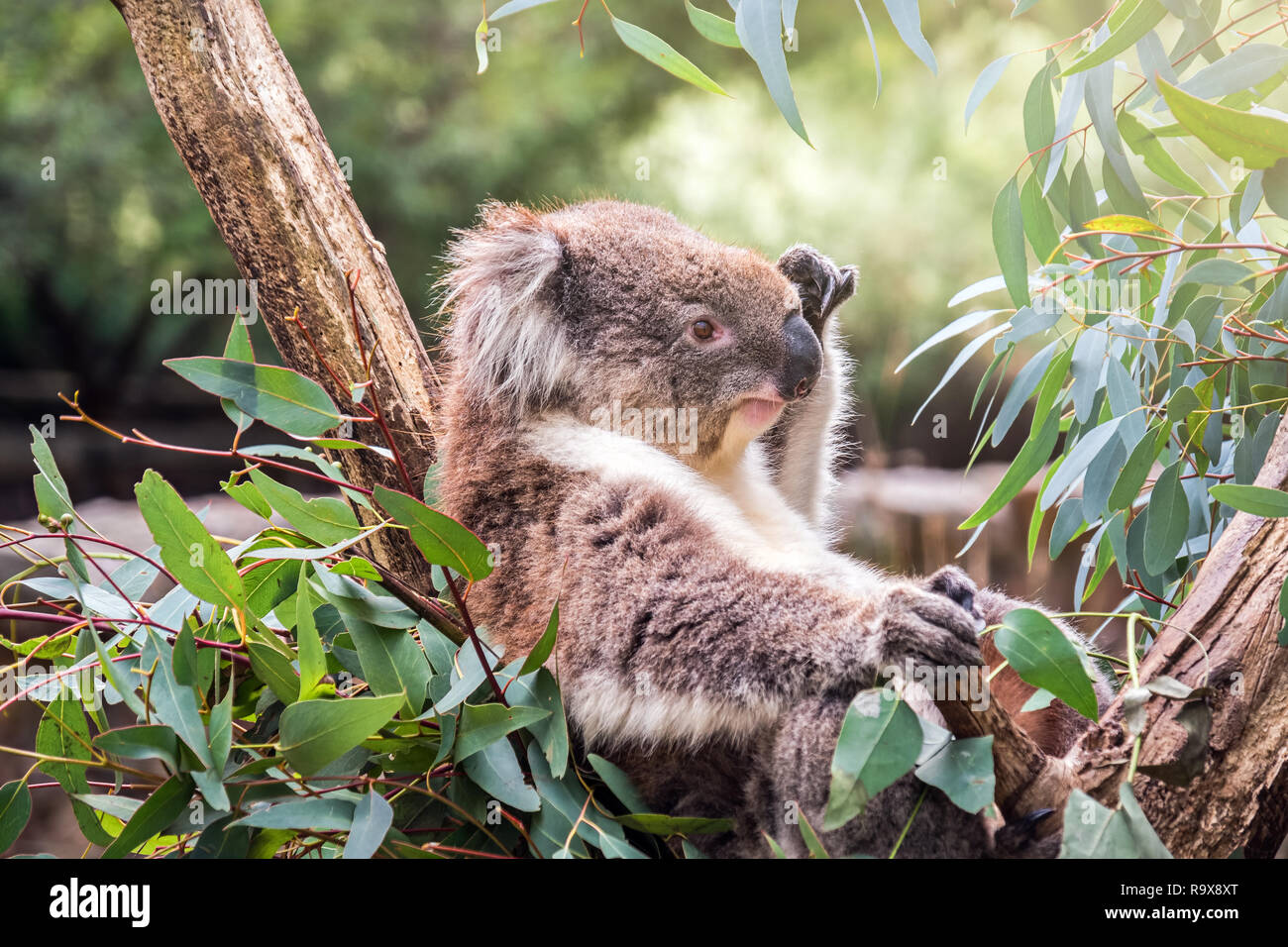 Australian bear hi-res stock photography and images - Alamy