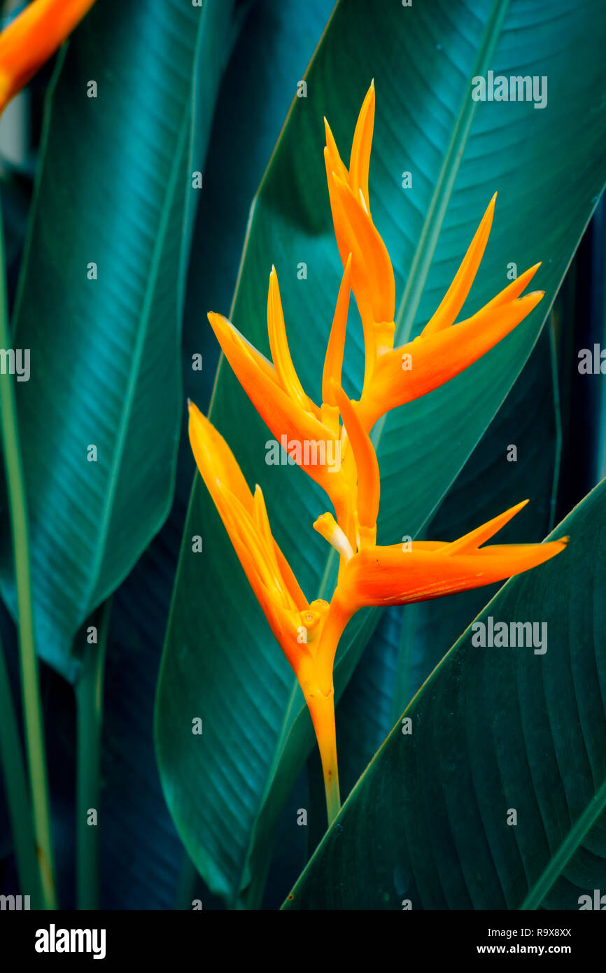 Heliconia psittacorum or Golden Torch flowers with green leaves ...