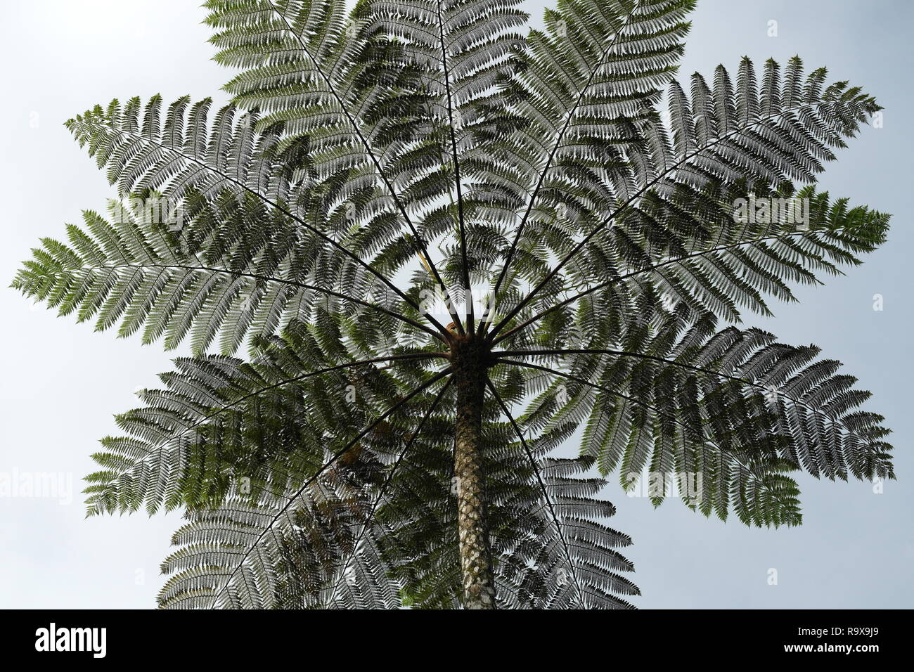 Tree fern (Cyatheales Stock Photo - Alamy