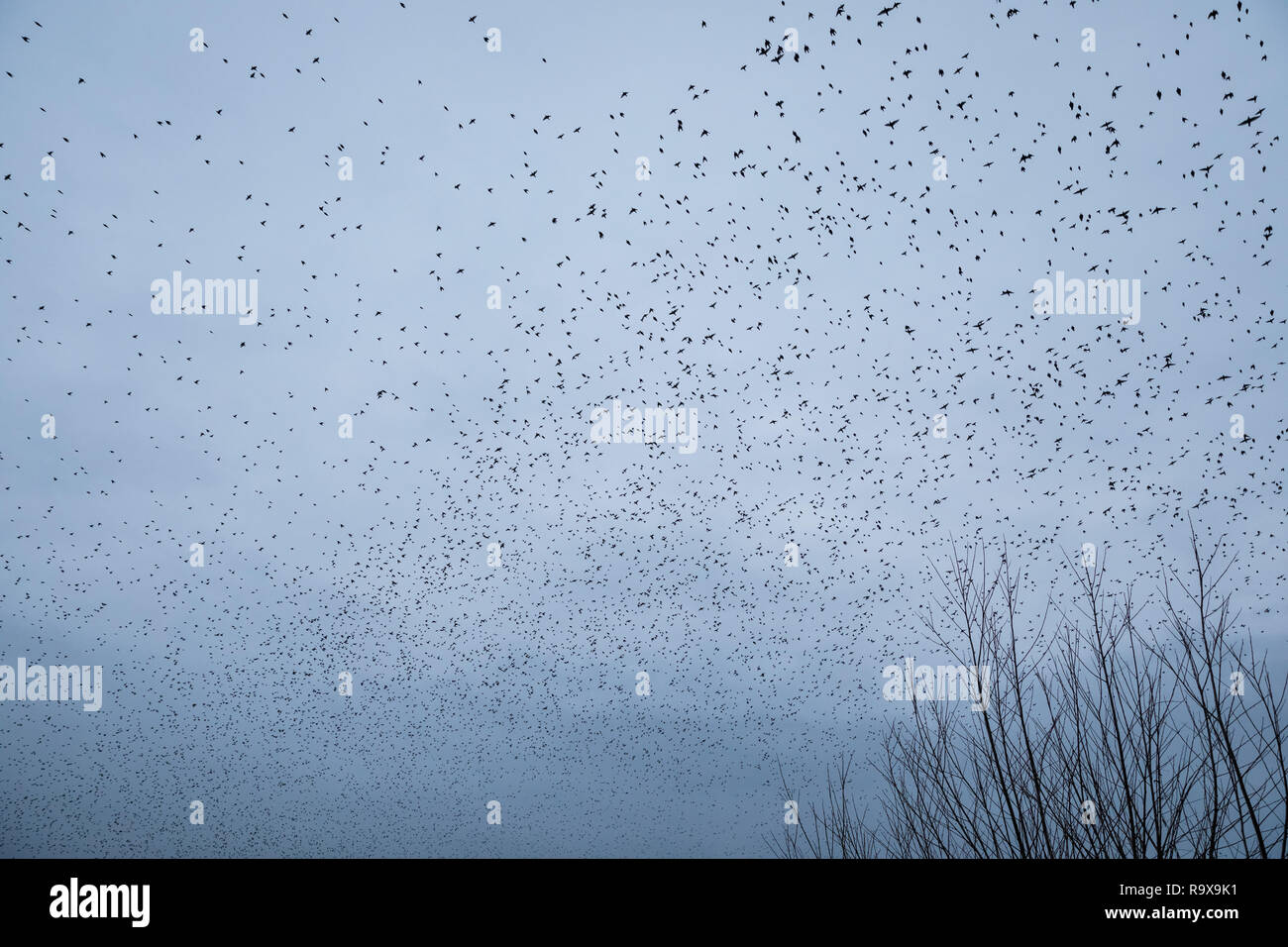 Christmas Eve mass starling murmuration over Avalon marshes nature ...
