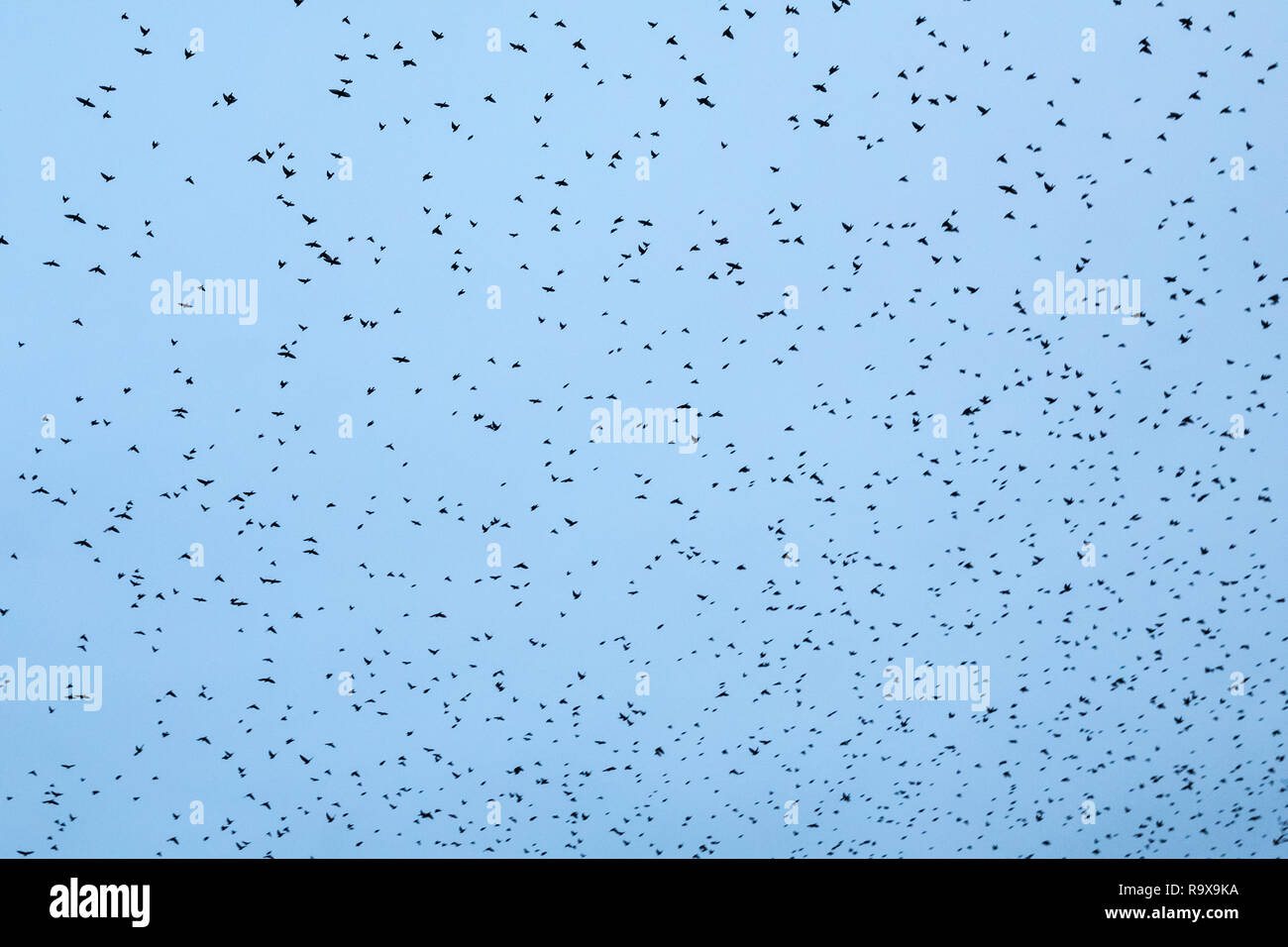 Christmas Eve mass starling murmuration over Avalon marshes nature ...