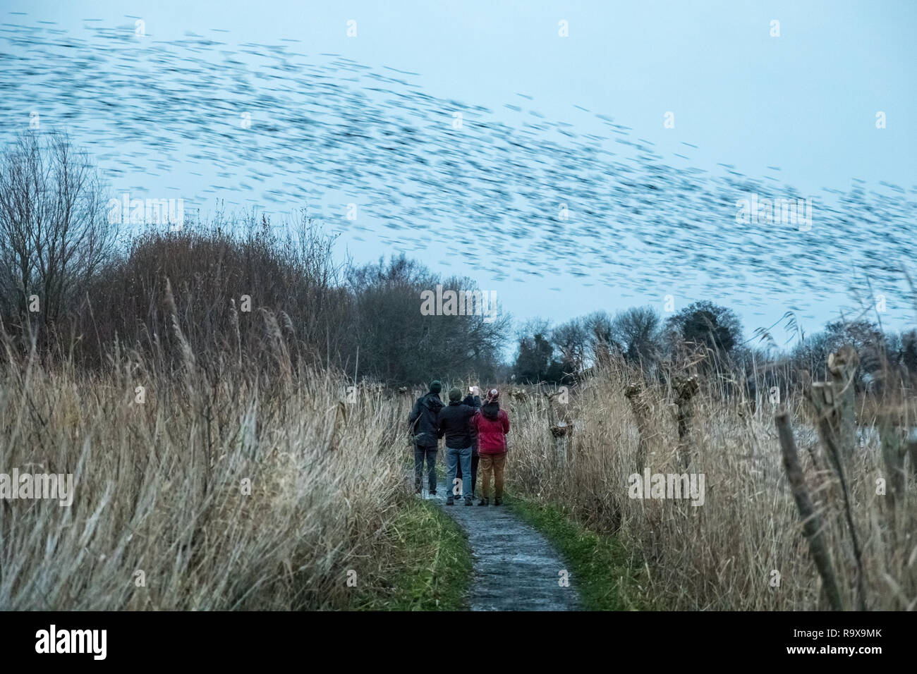 Christmas Eve mass starling murmuration over Avalon marshes nature ...