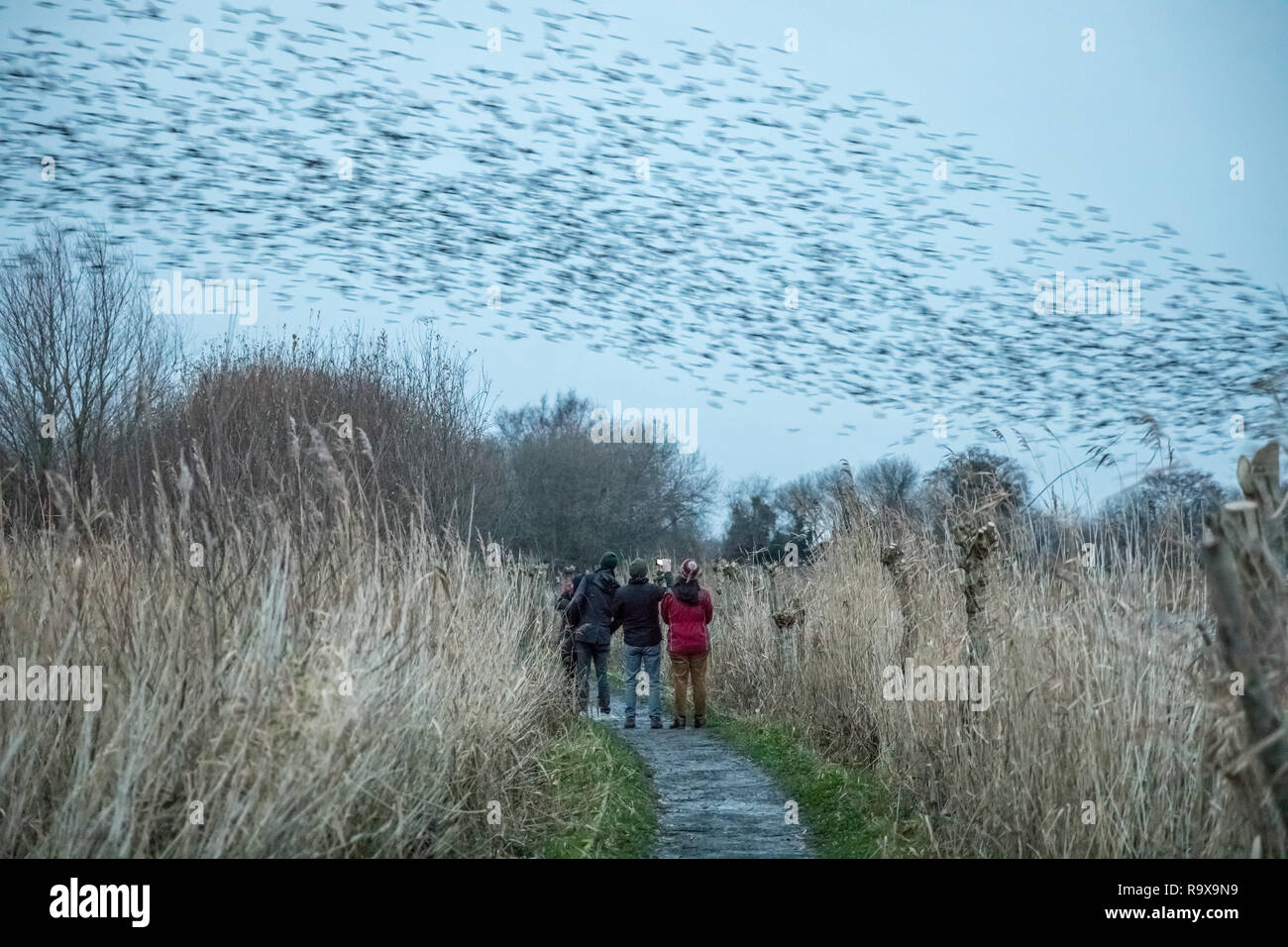 Christmas Eve mass starling murmuration over Avalon marshes nature ...