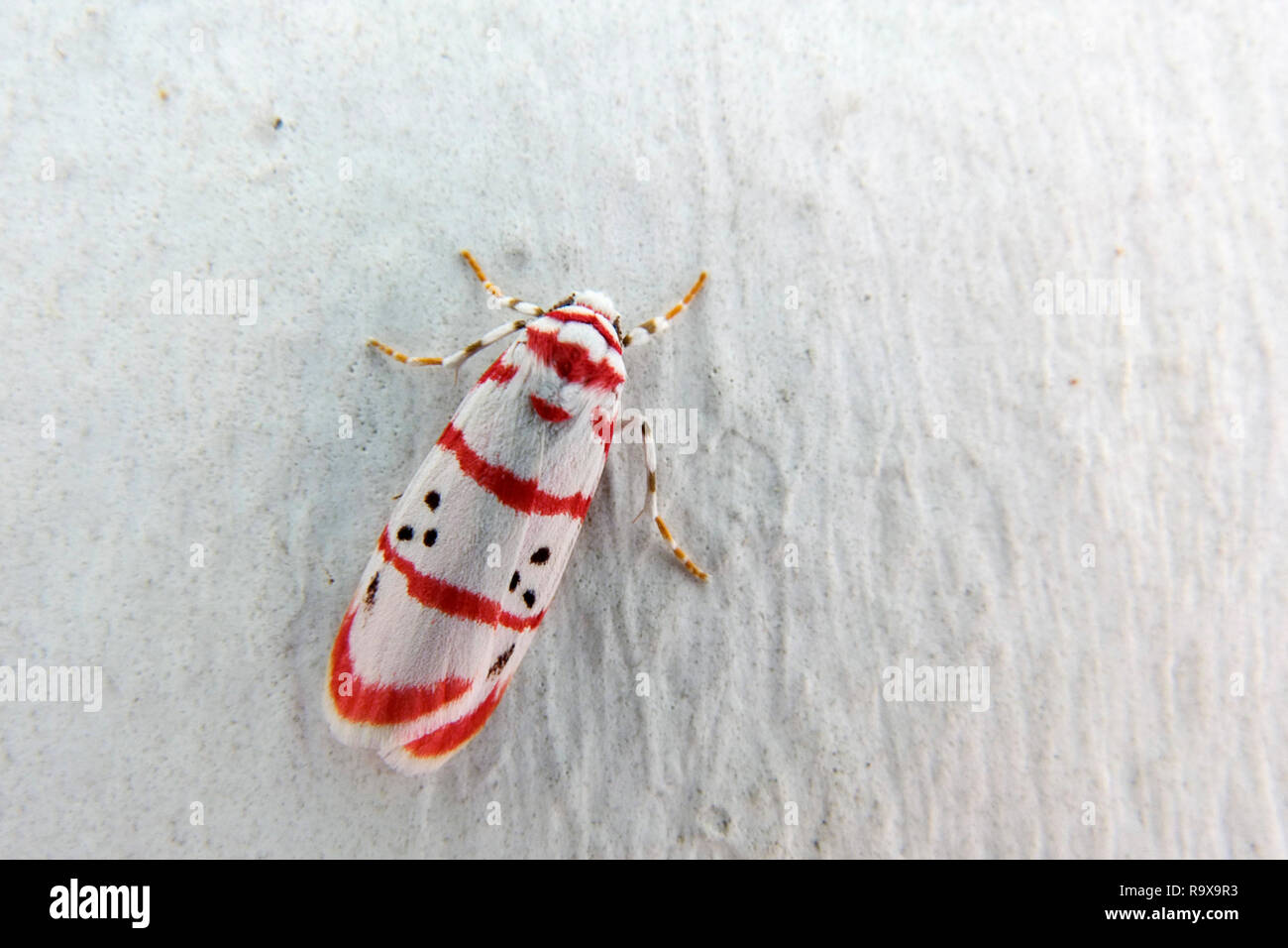 Red-striped moth. It's also know as tiger moth or lichen moth Stock ...