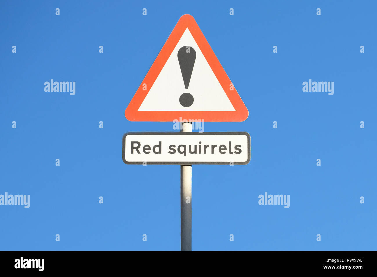 Road sign warning red squirrels hi-res stock photography and images - Alamy
