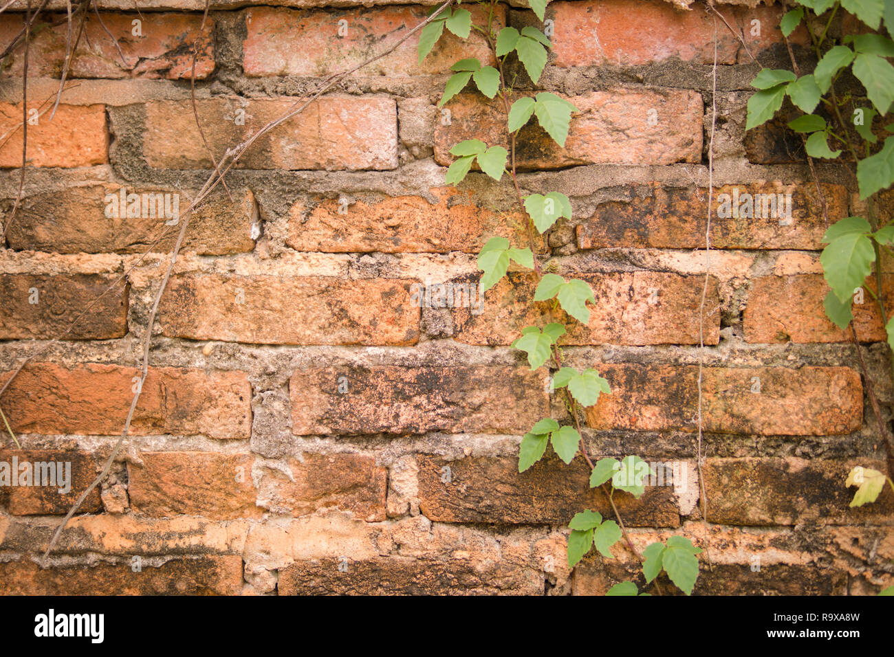 Old vines on old brick wall. Old brick wall with green ivy creeper ...