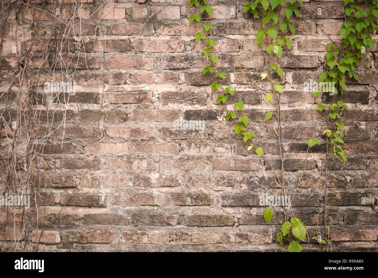 Vines on brick wall hi-res stock photography and images - Alamy