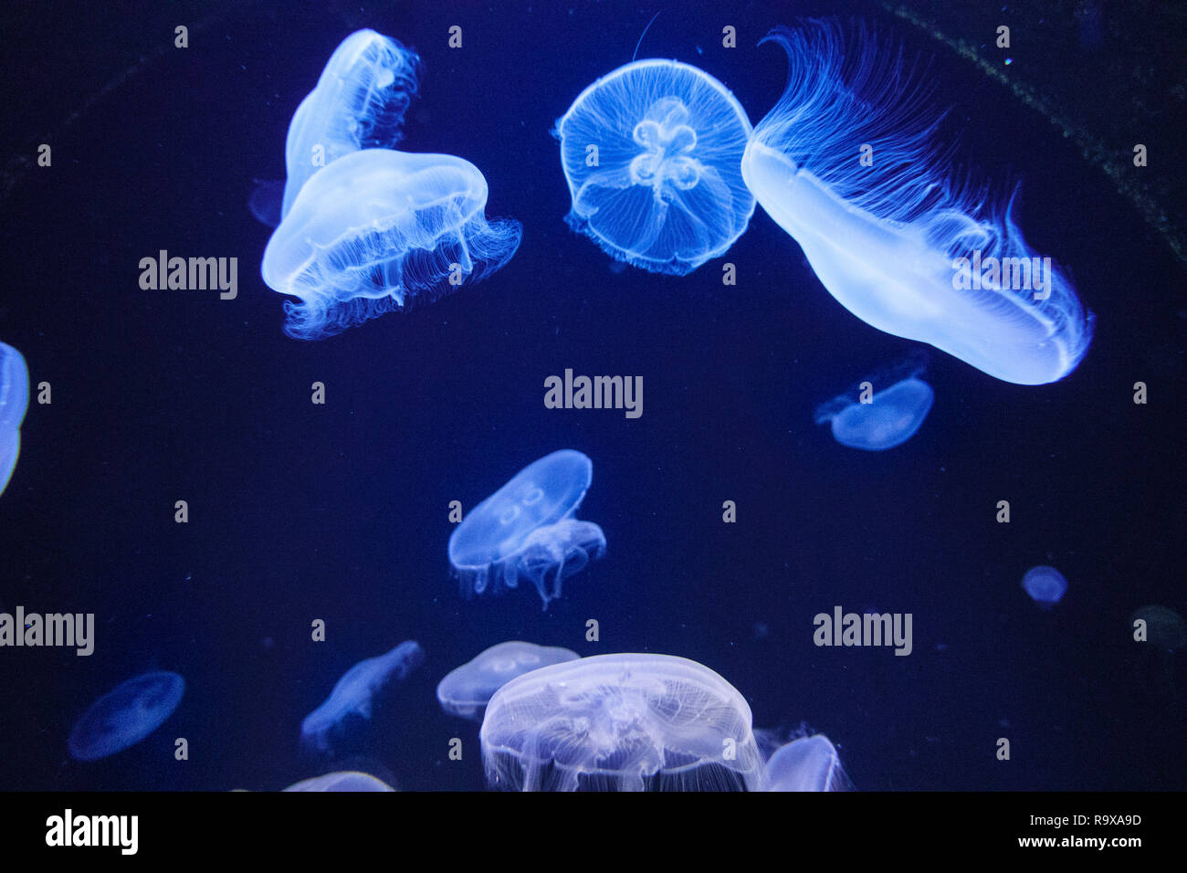 Group of jellyfish in the water Crete Greece Europe Stock Photo - Alamy