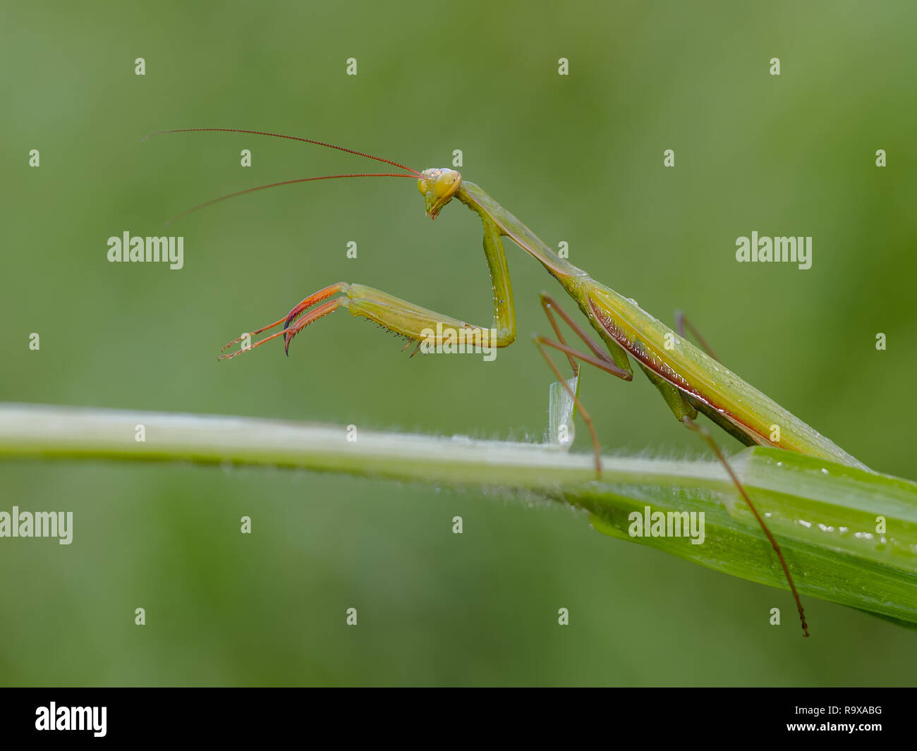Blue flash mantis hi-res stock photography and images - Alamy