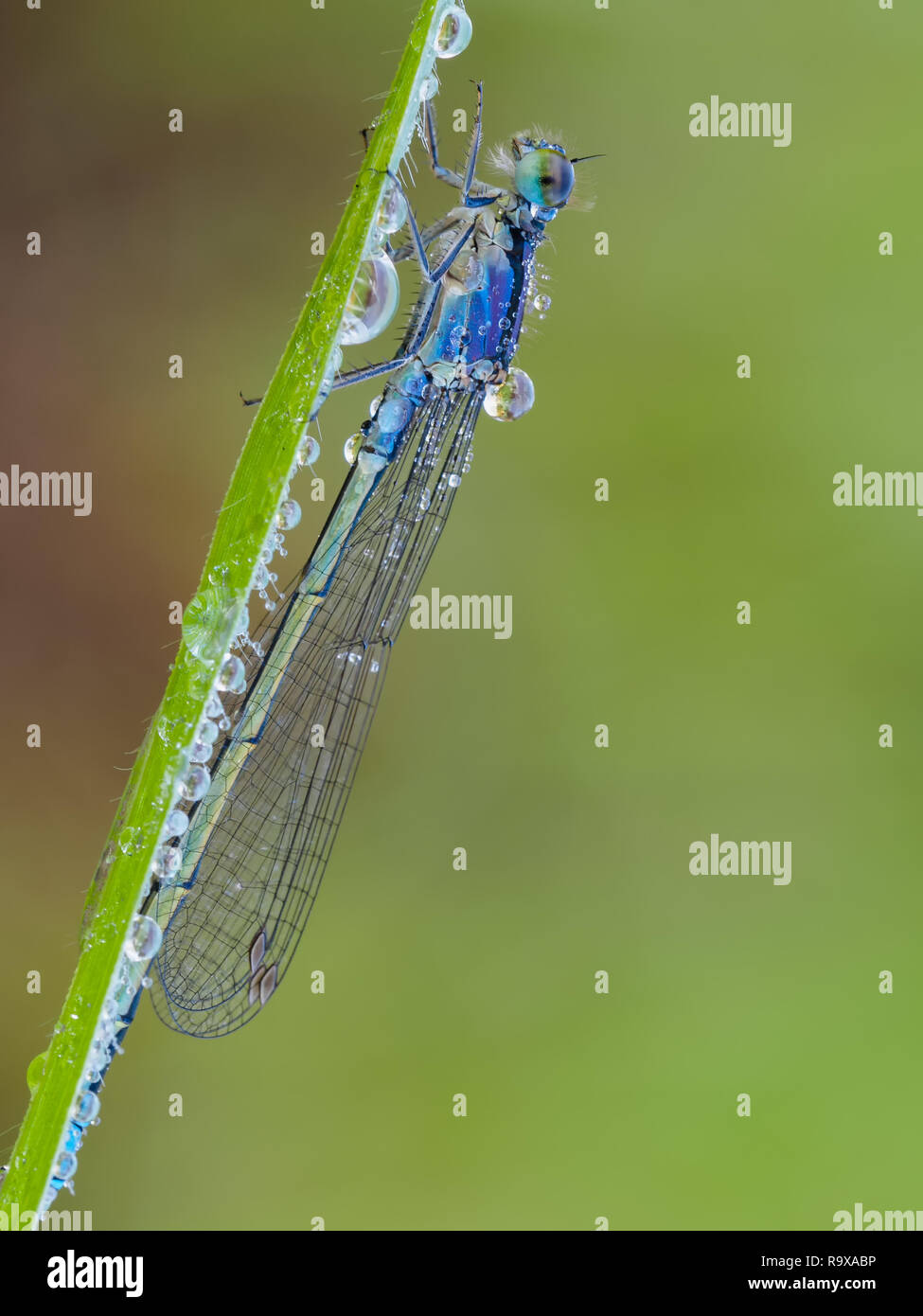 Blue flash mantis hi-res stock photography and images - Alamy