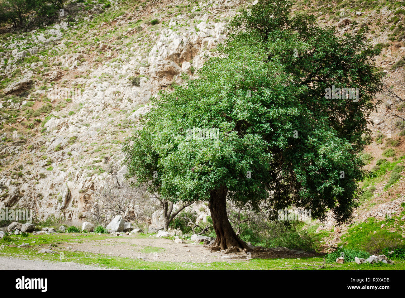 Tree against hill Crete Greece Stock Photo - Alamy