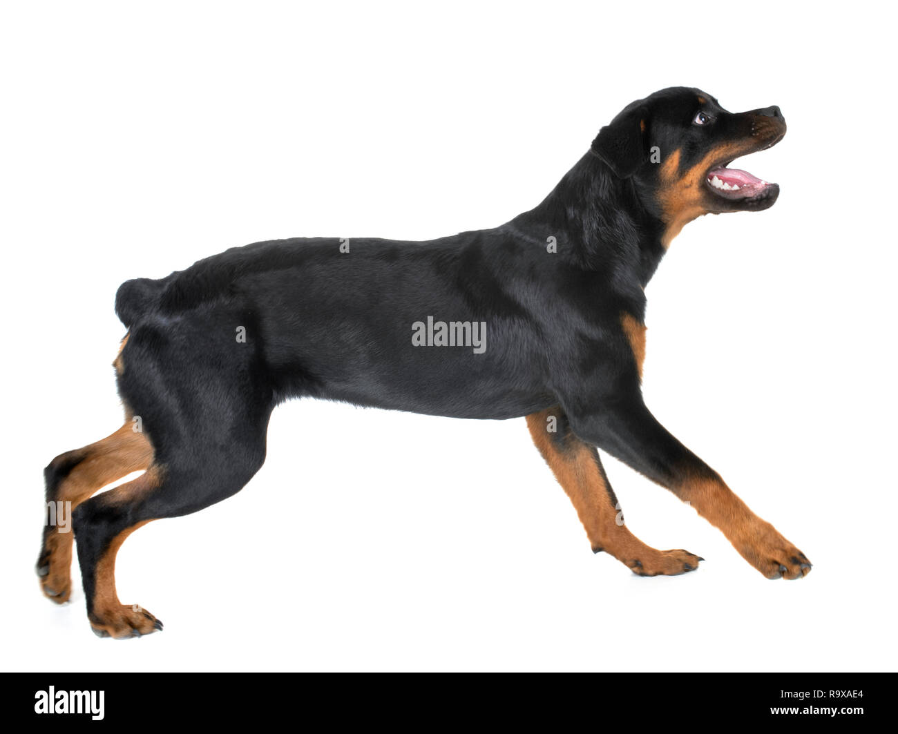 purebred rottweiler in front of white background Stock Photo - Alamy