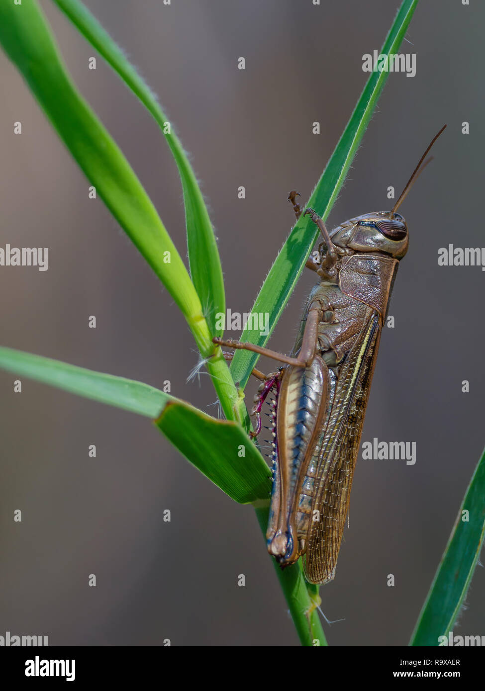 Blue flash mantis hi-res stock photography and images - Alamy