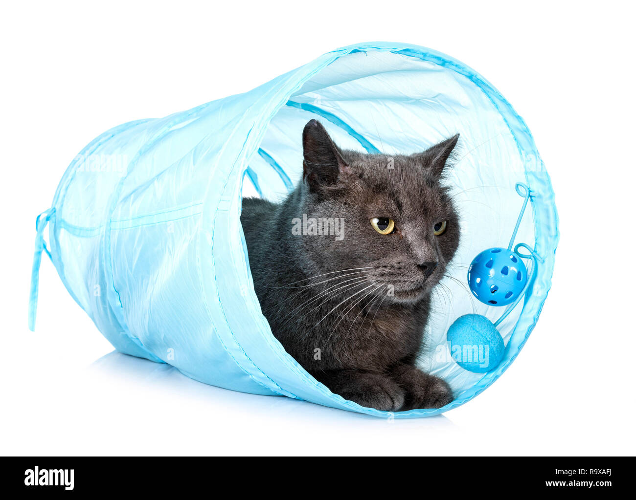 Chartreux cat in front of white background Stock Photo - Alamy