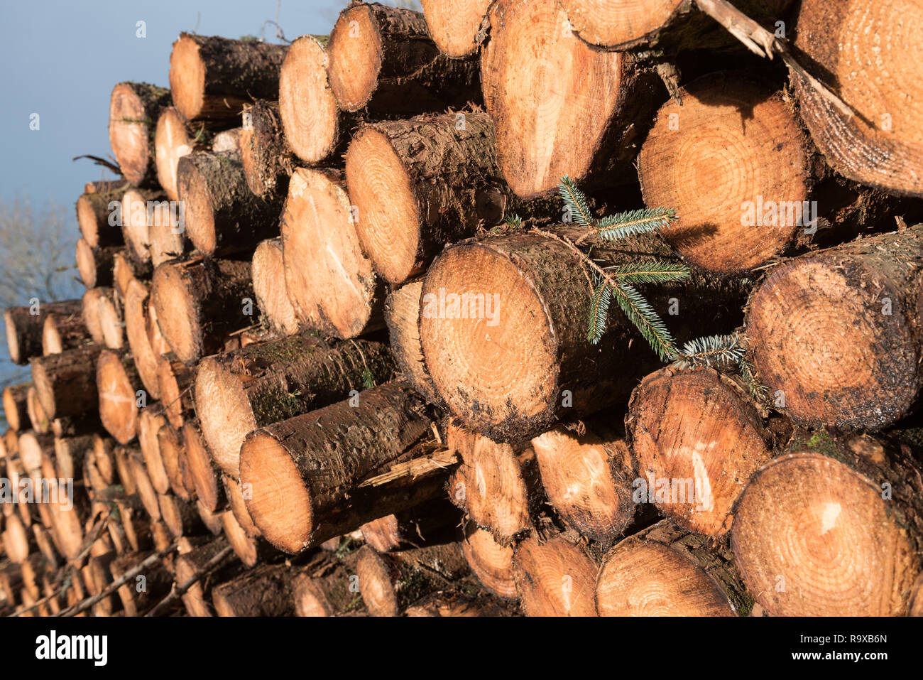 Haldon Forest Country Park, Exeter, Devon Stock Photo - Alamy