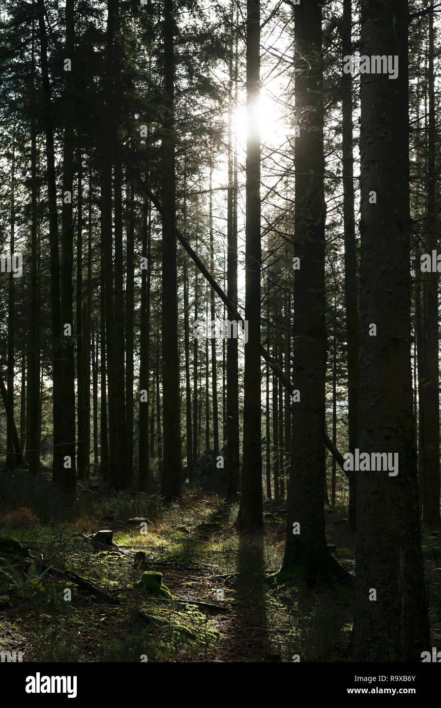 Haldon Forest Country Park, Exeter, Devon Stock Photo - Alamy