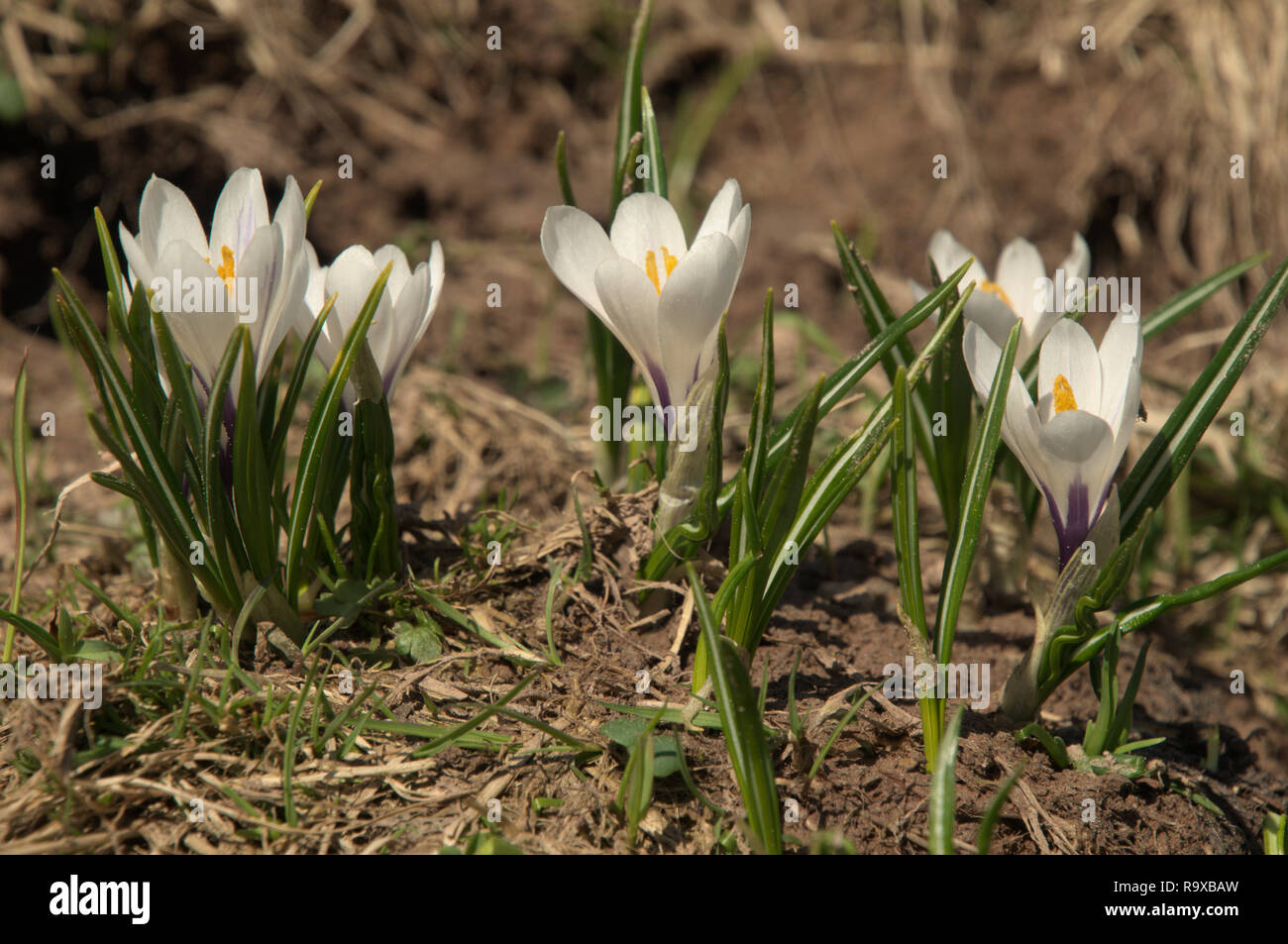 Crocus vernus albiflorus; Spring crocus on Flumserberg, Swiss Alps ...