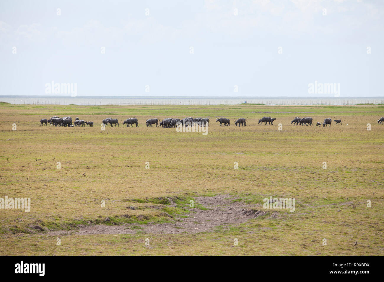 Buffalo in thailand,Life' Machine of Farmer. Original agriculture use ...