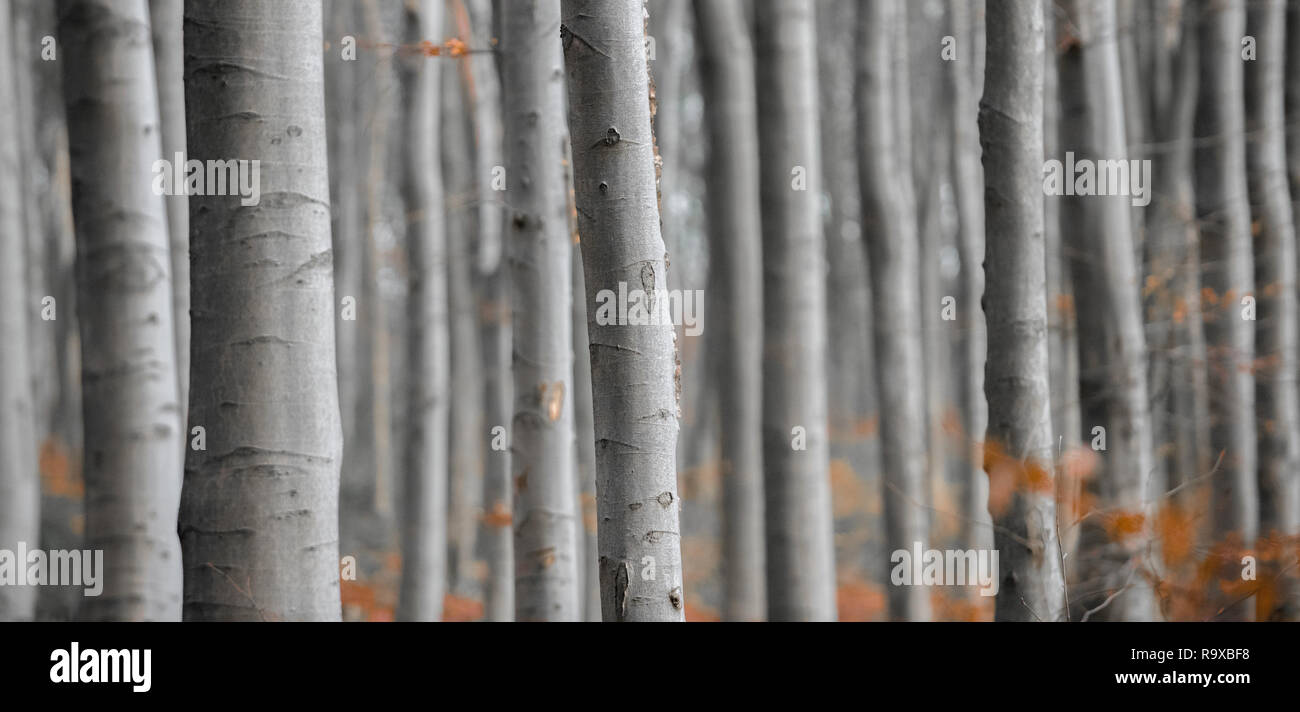 Grey tree trunks of the Beech tree in a woodland setting Stock Photo ...