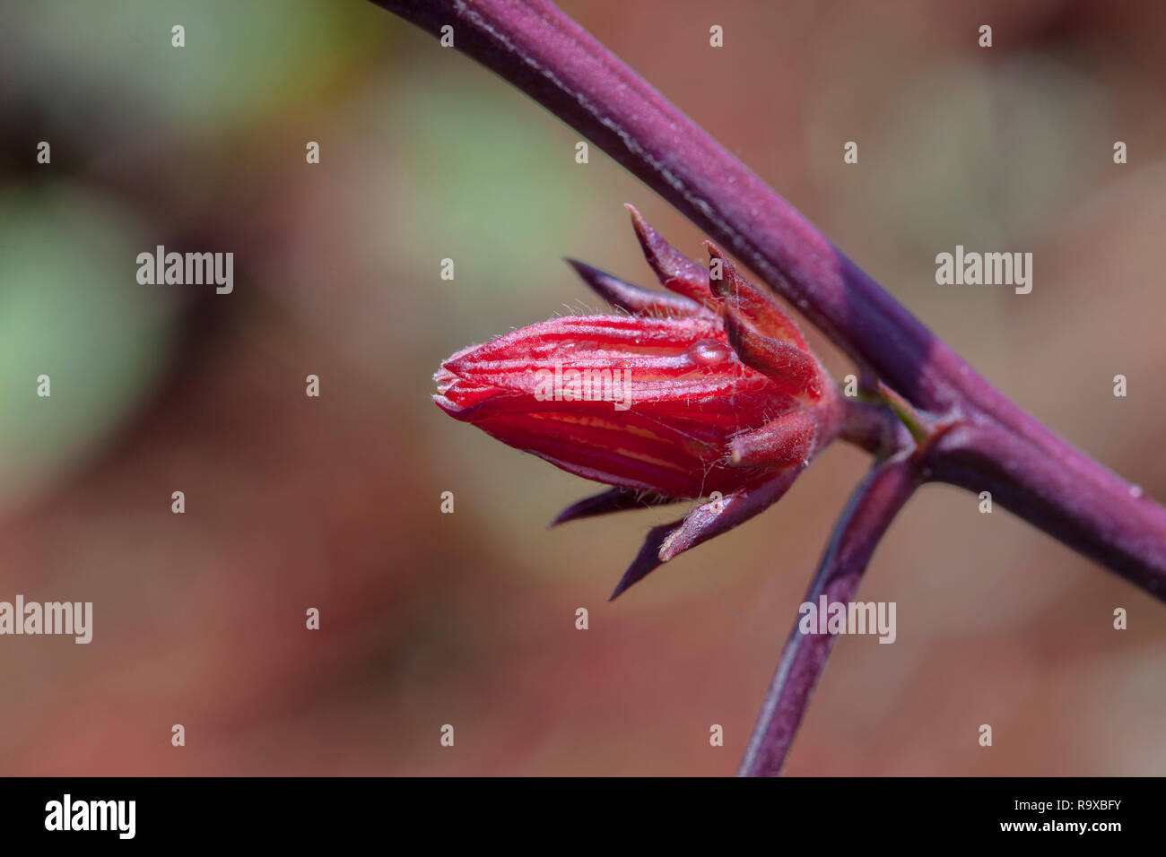 Roselle plant hi-res stock photography and images - Alamy