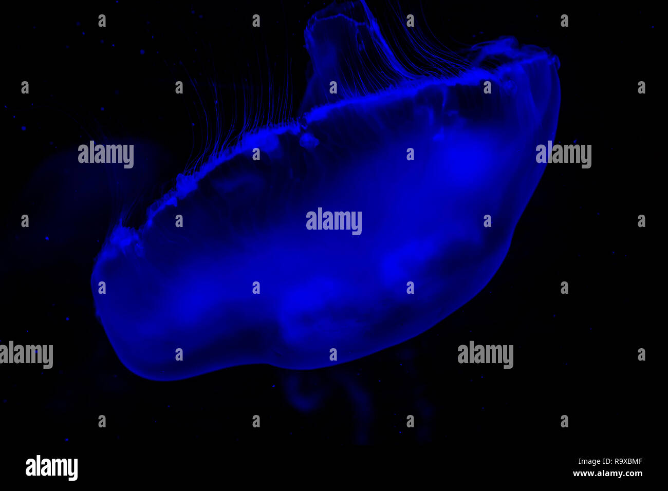 swimming moon jelly fish in close up with a cool blue light effect ...