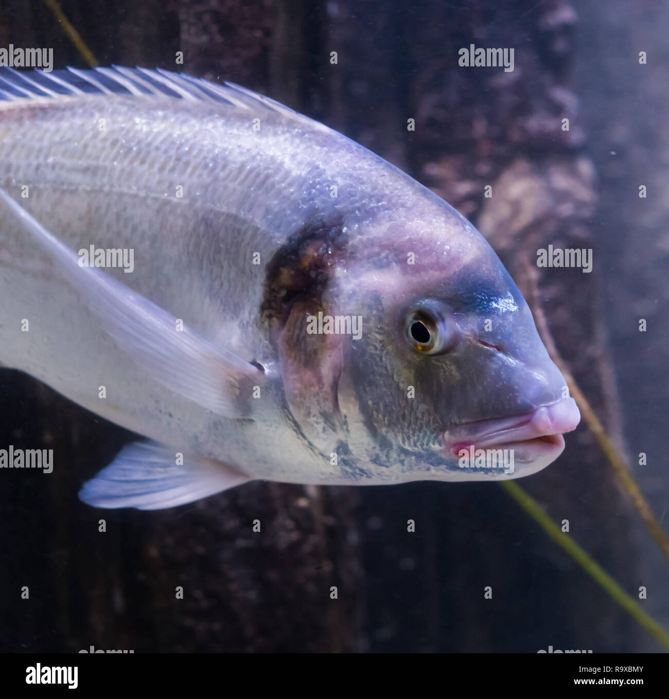 closeup of a gilt head sea bream, a big fish from the atlantic ocean ...