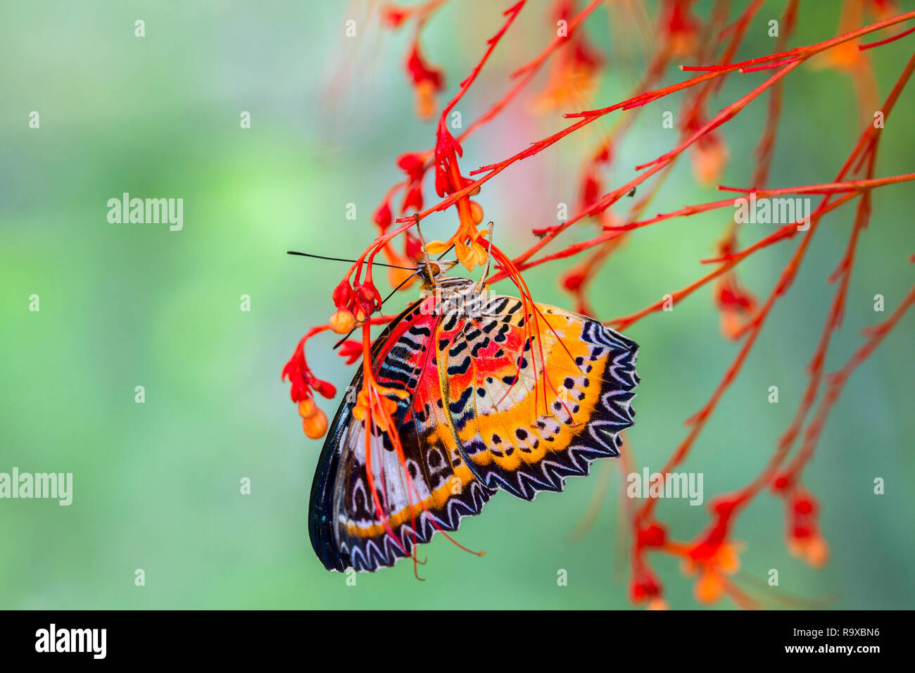 Large Tree Nymphs butterfly and flower,a beautiful butterfly on the red ...