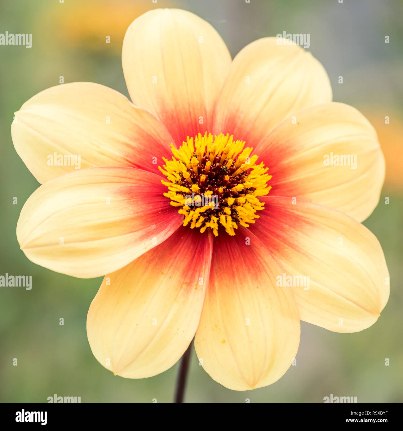 Photography - Nick Harrison Stock Photo - Alamy