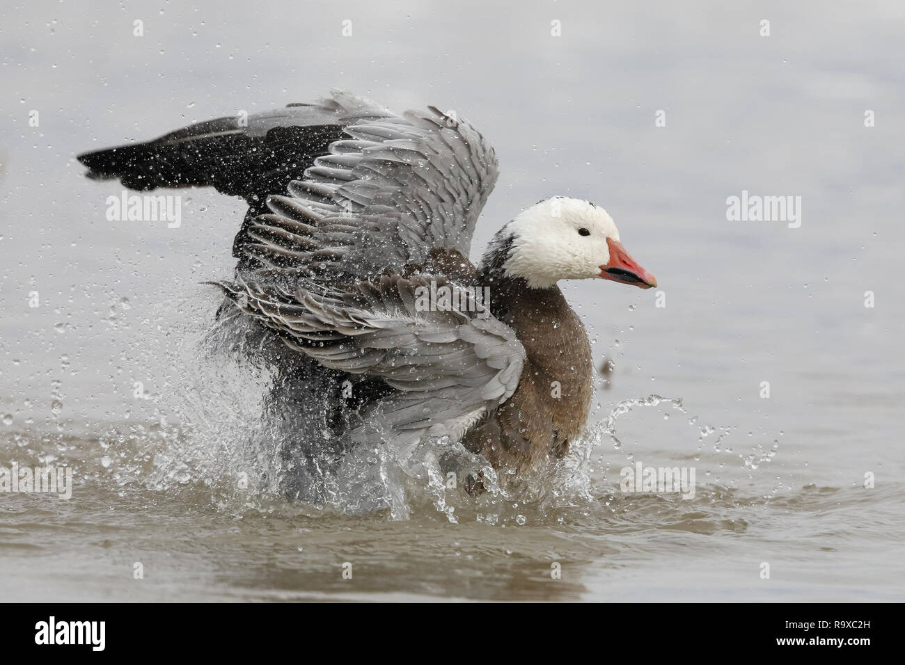 Snow Goose (Chen caerulescens), dark morph, bathing in a pond in winter ...