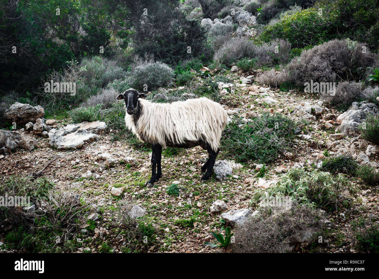 Portrait of sheep Crete Greece Stock Photo - Alamy