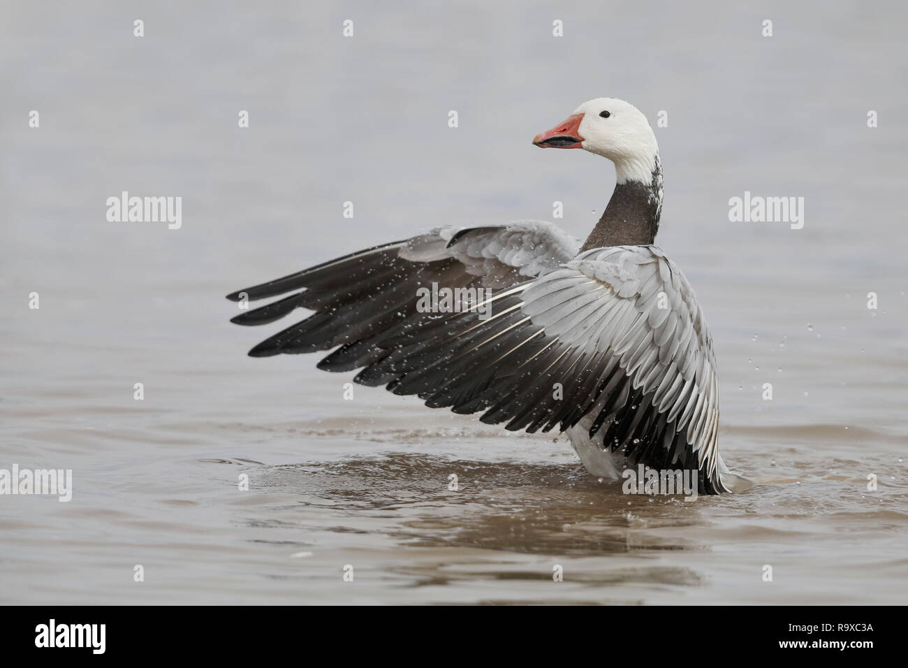 Snow Goose (Chen caerulescens), dark morph, flapping its wings to dry ...
