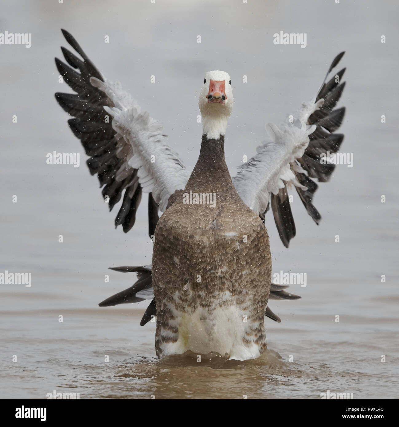 Snow Goose (Chen caerulescens), dark morph, flapping its wings to dry ...