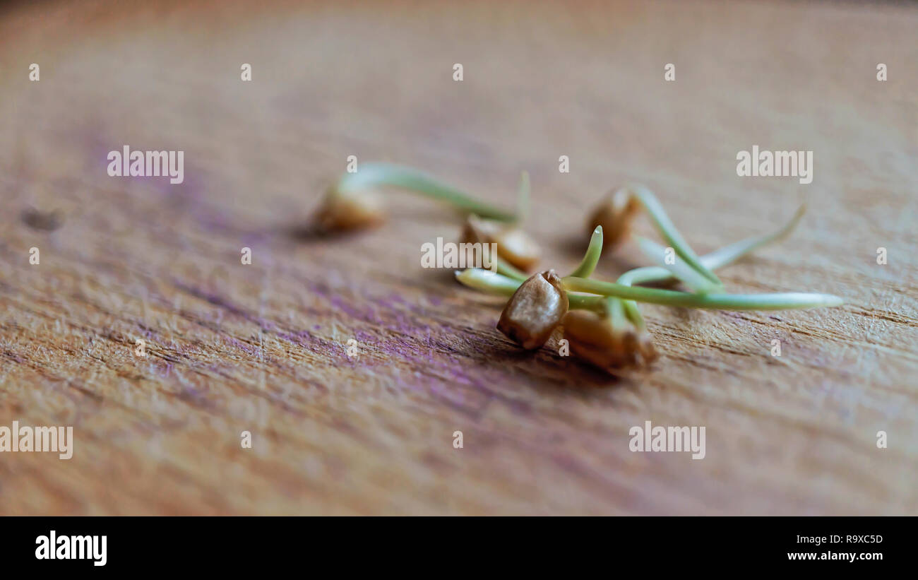 Sprouted wheat grains. Healthy food. Microgreen Healthy food Stock ...