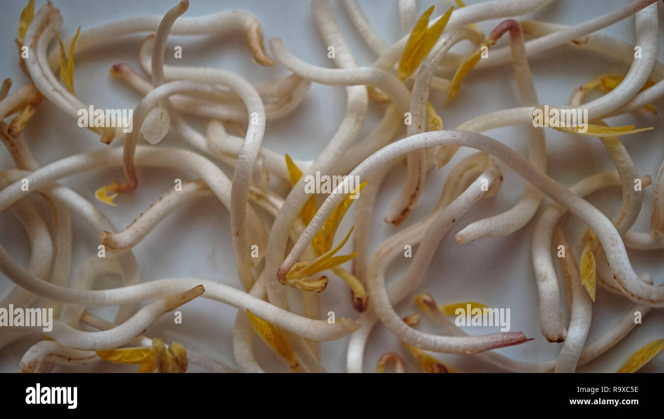 Germinated grain mung bean. Healthy food. Microgreen. Healthy food ...