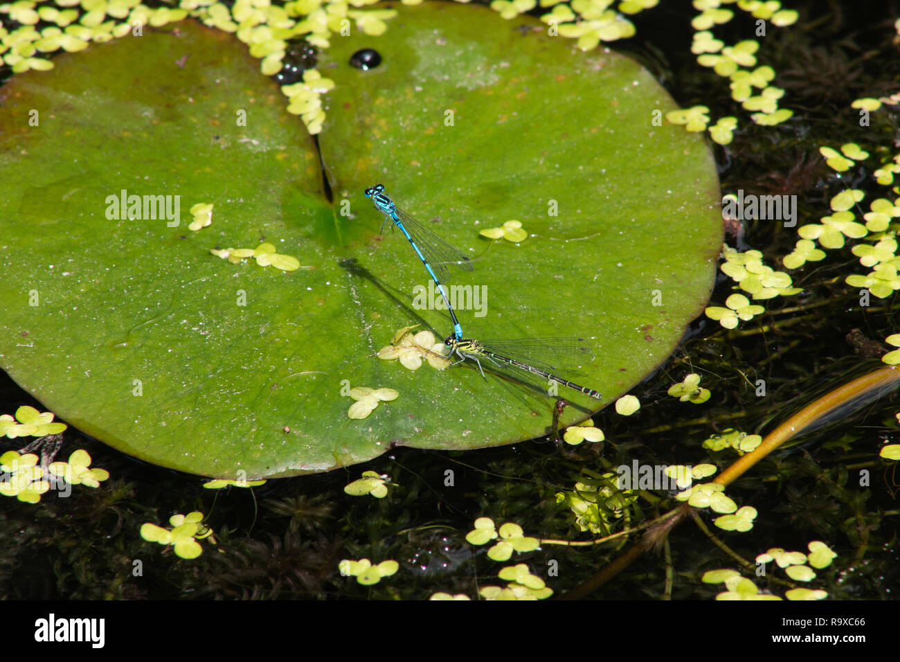 Pair of mating azure damselflies on a lily pad Stock Photo - Alamy