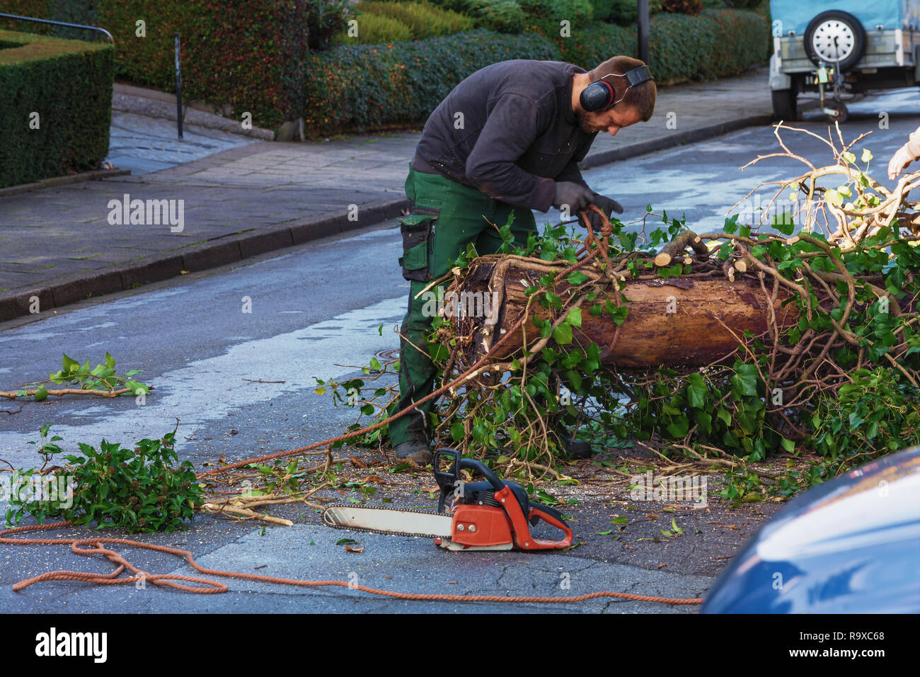 Forestry worker sawing a tree trunk with a chainsaw and professional ...