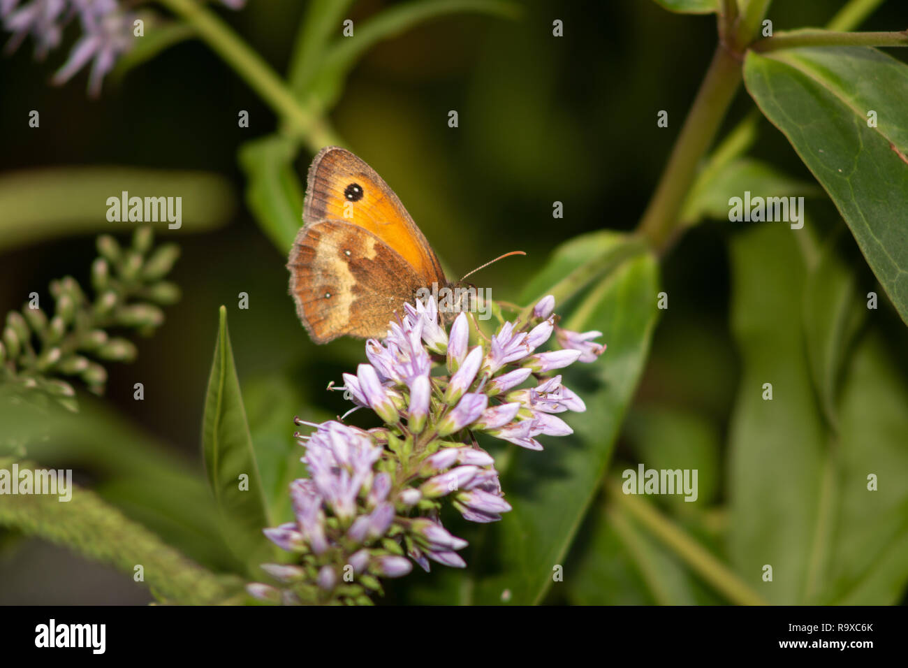 Flying gatekeeper butterfly hi-res stock photography and images - Alamy