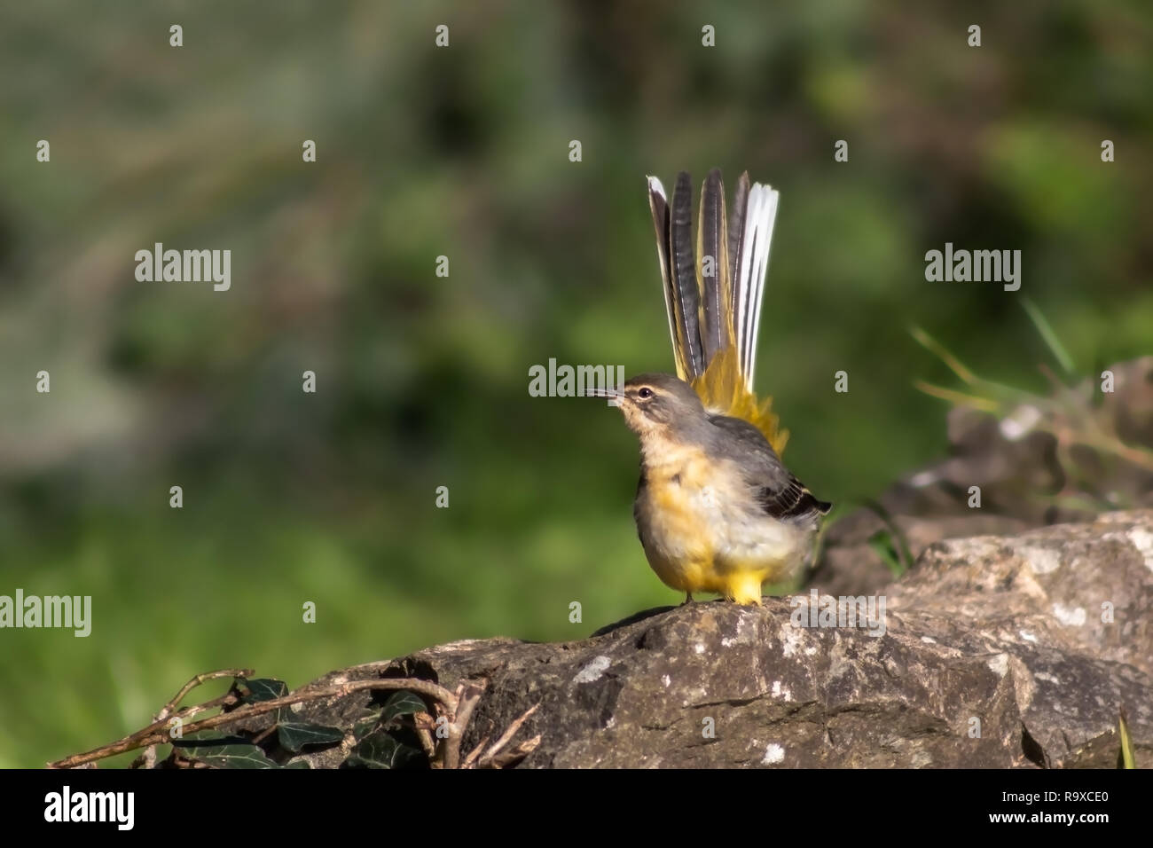 Grey and yellow wagtail hi-res stock photography and images - Alamy