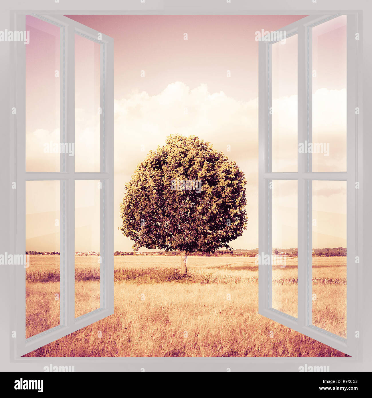 Isolated tree in a tuscany wheatfield view from the window - concept ...