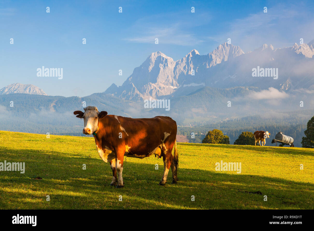 Cattle on high pasture hi-res stock photography and images - Alamy