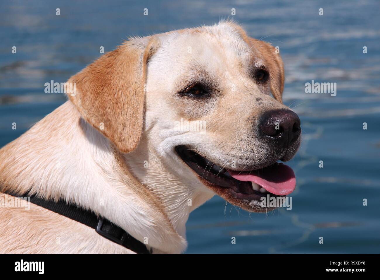 Happy panting labrador retriever dog outdoors, in the seaside. She is ...