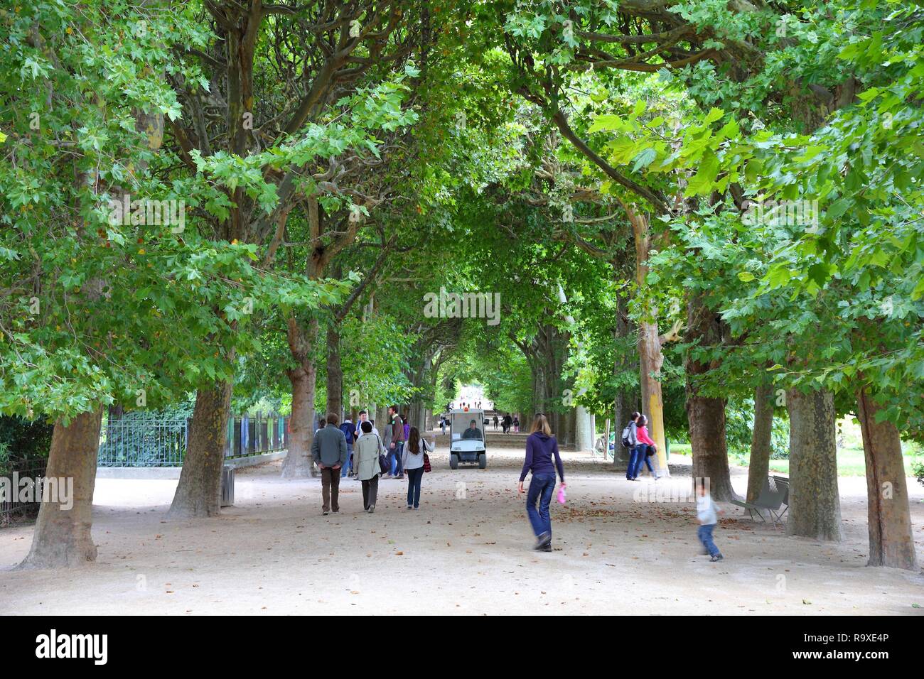 French plane tree in garden hi-res stock photography and images - Alamy