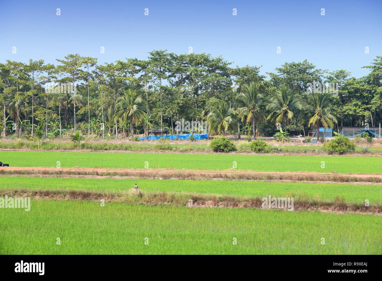 Thailand, Southeast Asia - countryside view of Prachin Buri province ...