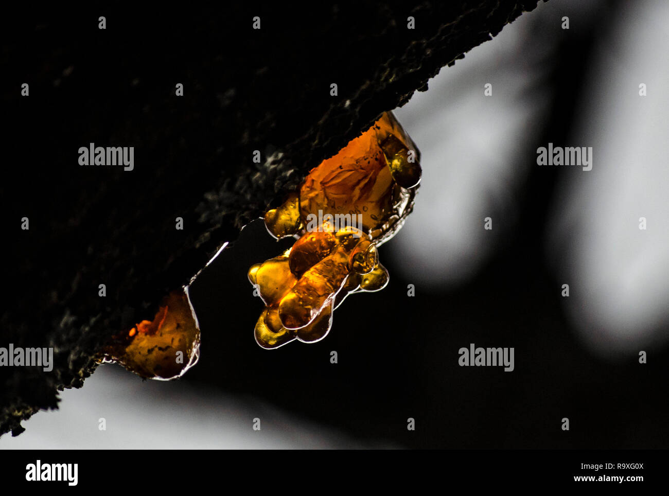 Natural resin secreted from the peach tree, forming amber-like crystals ...