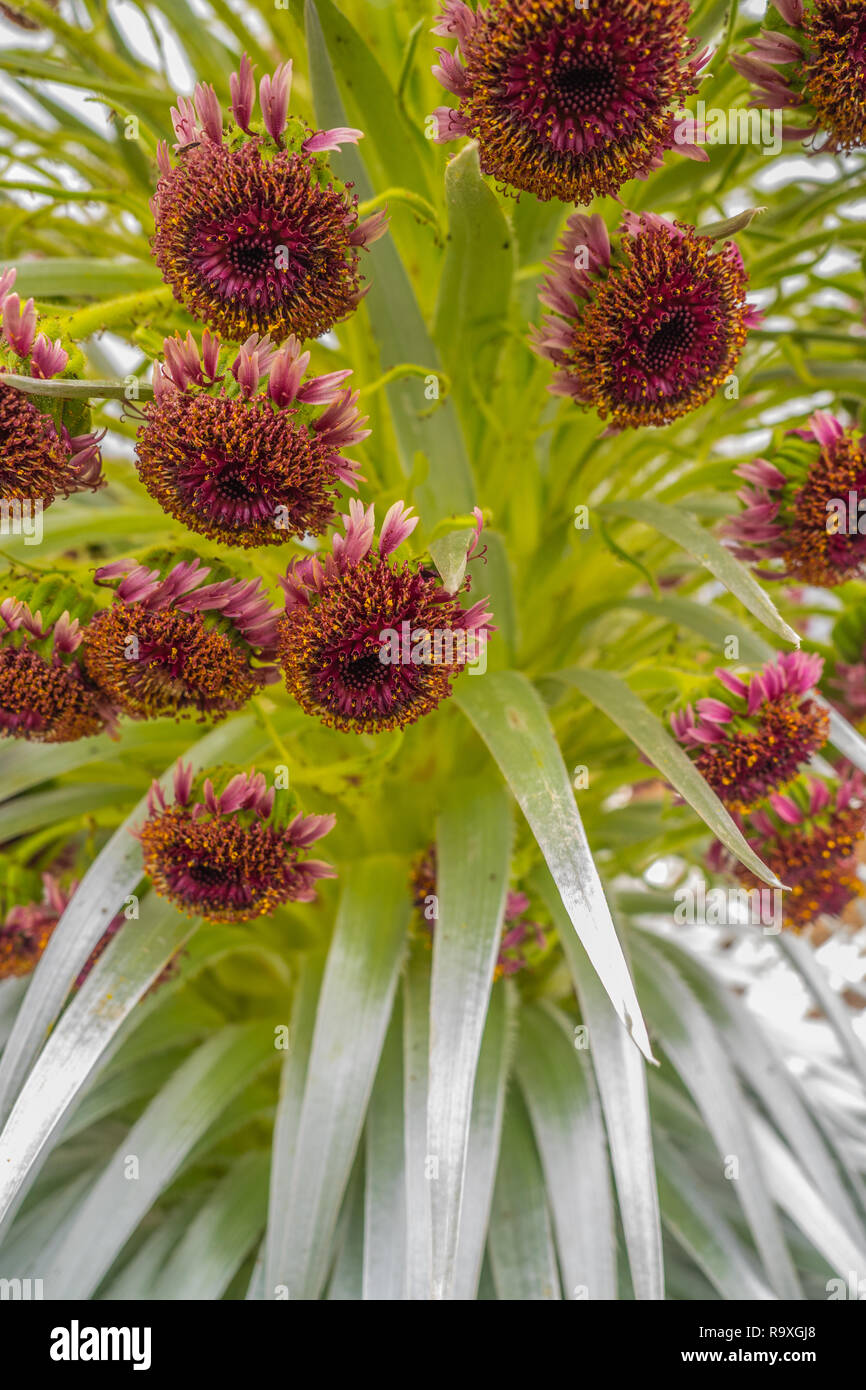 Sword like leaves hi-res stock photography and images - Alamy