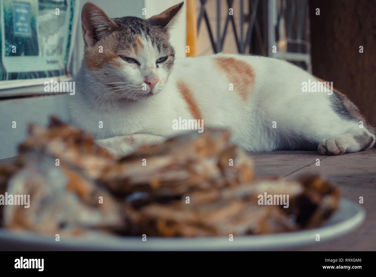 Sleeping cat watch deep Fried Fish Head Stock Photo - Alamy