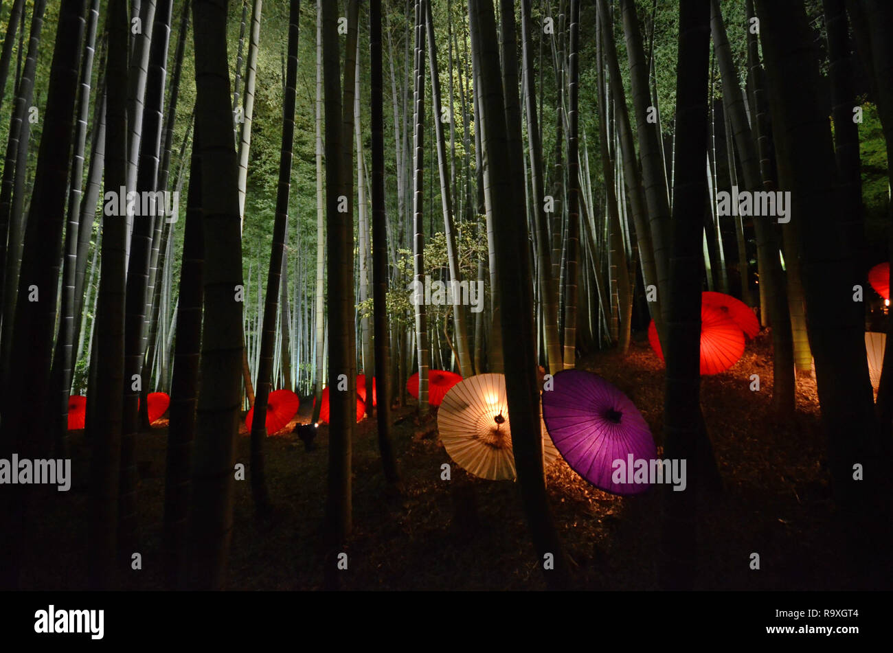 Bamboo forest japan night hi-res stock photography and images - Alamy