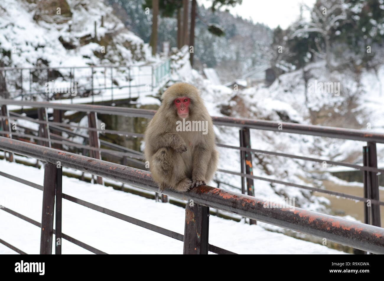 Japanese macacque hi-res stock photography and images - Alamy