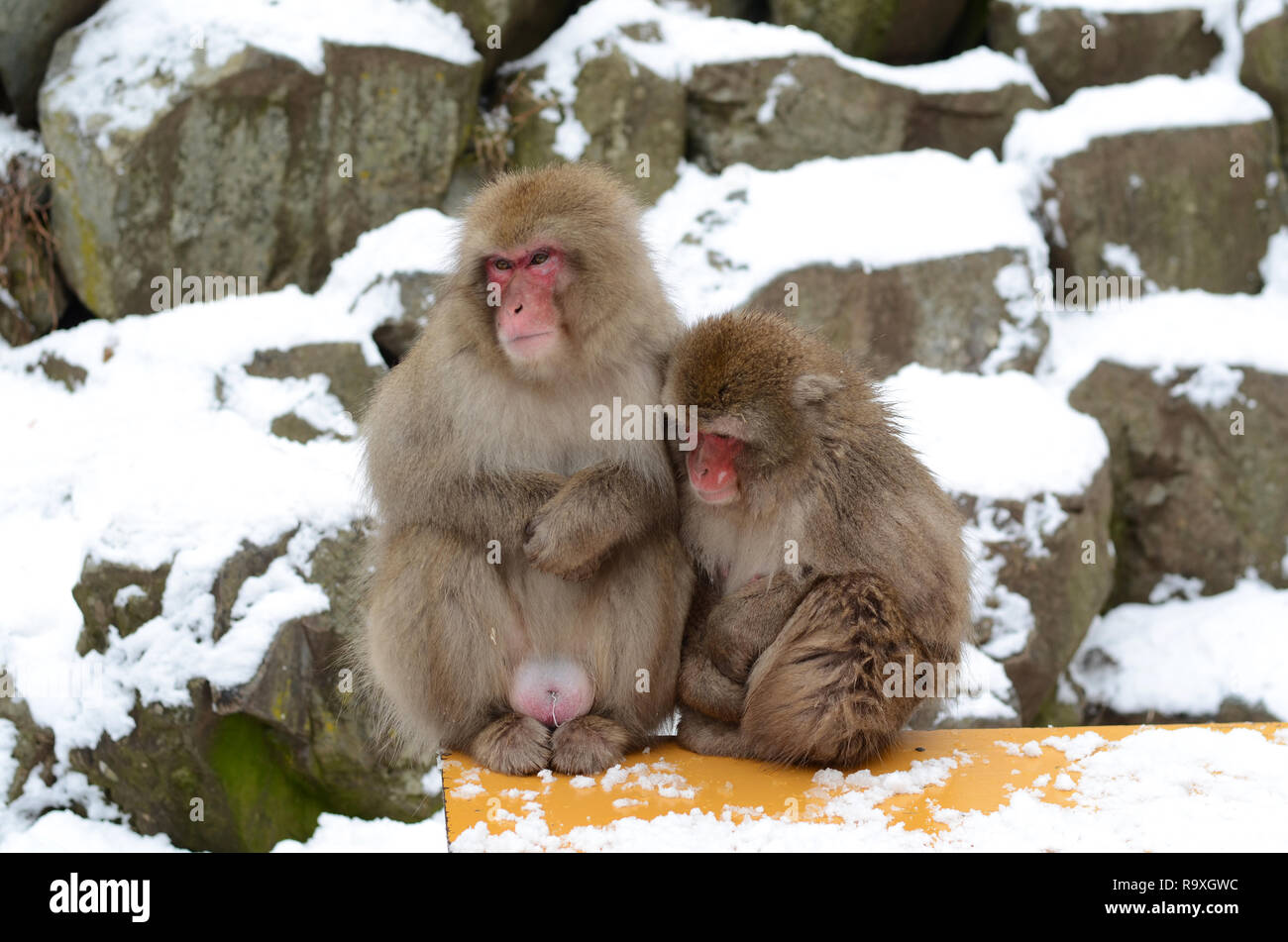 Japanese Macaques at Jigokudani Monkey Park Onsen Stock Photo - Alamy