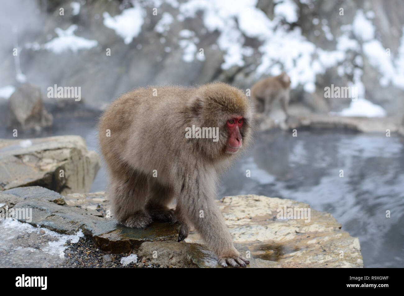 Japanese macaques hot spring hi-res stock photography and images - Alamy